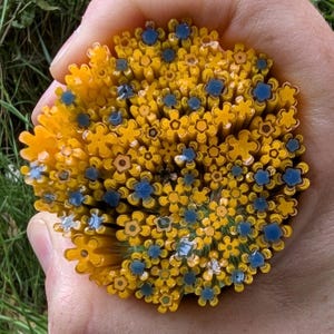 Orange and Mariner Blue Flowers Murrine Sticks COE 96 Fusible Glass ...