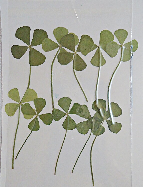 Pack of 10 Dried Pressed Four Leaf Clovers 3/4 | Etsy