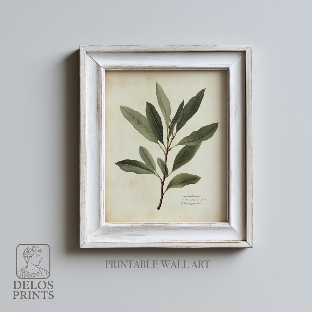 Camphor Leaves Drawing - PRINTABLE Vintage Botanical Wall Art, Laurel ...