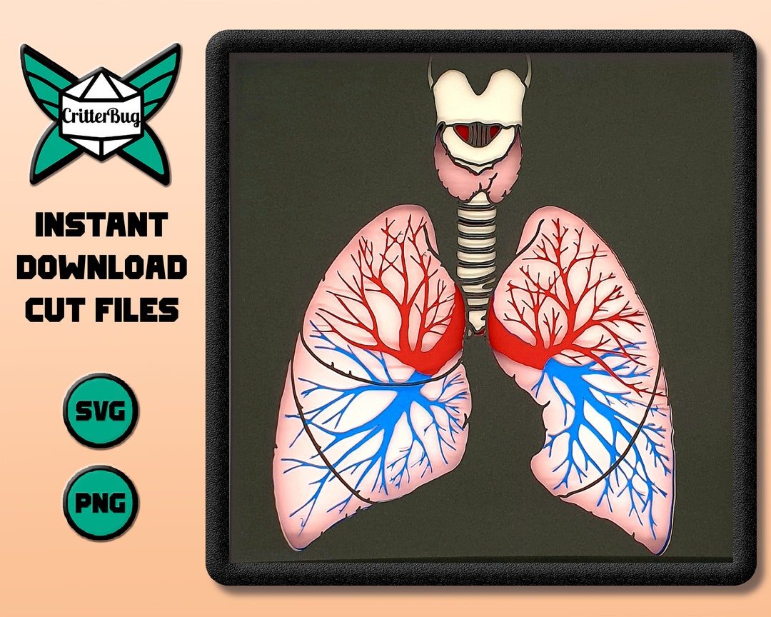 Anatomy - Lungs SVG/PNG Cut File - Etsy