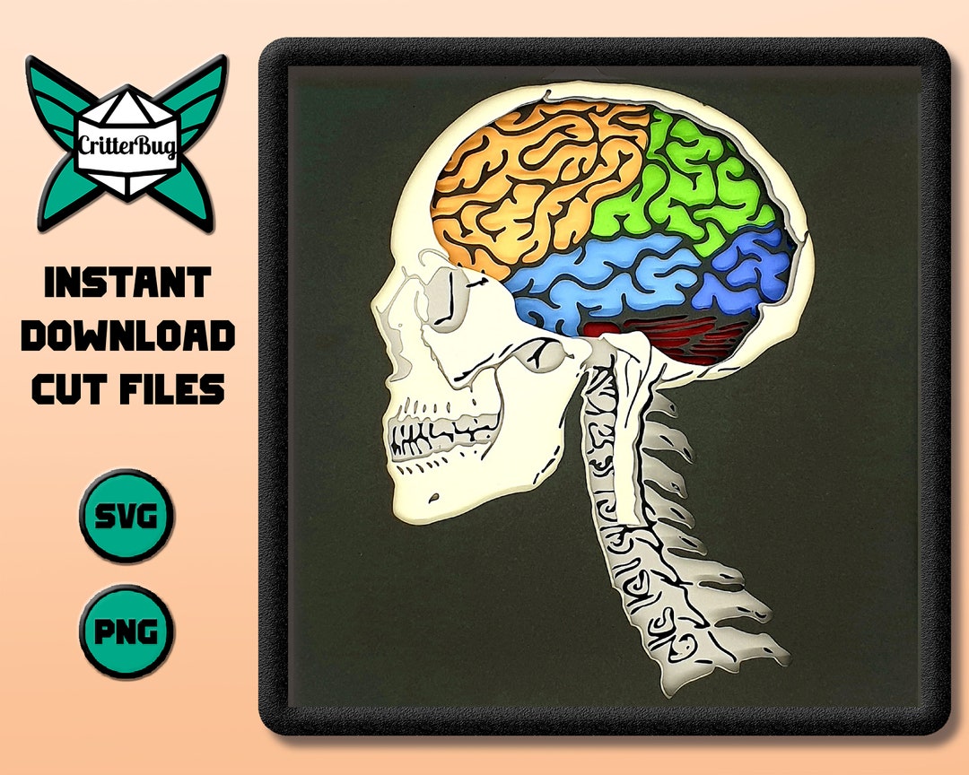 Anatomy - Skull SVG/PNG Cut File - Etsy