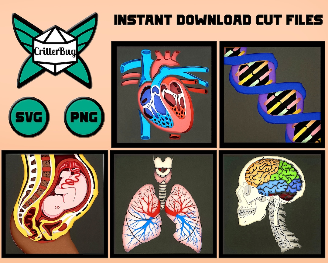 Body Anatomy Series SVG/PNG Cut Files - Etsy