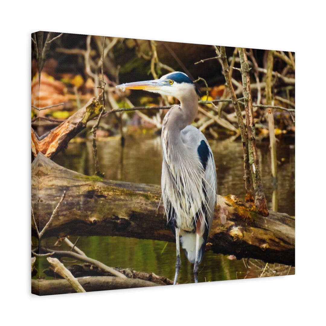 Great Blue Heron Photography CANVAS, Nature-themed Stretched Canvas ...