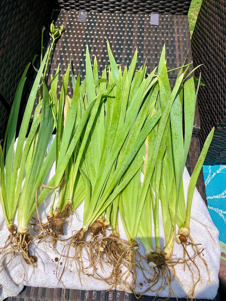 Immortality Bearded Iris Rhizome, White - Etsy