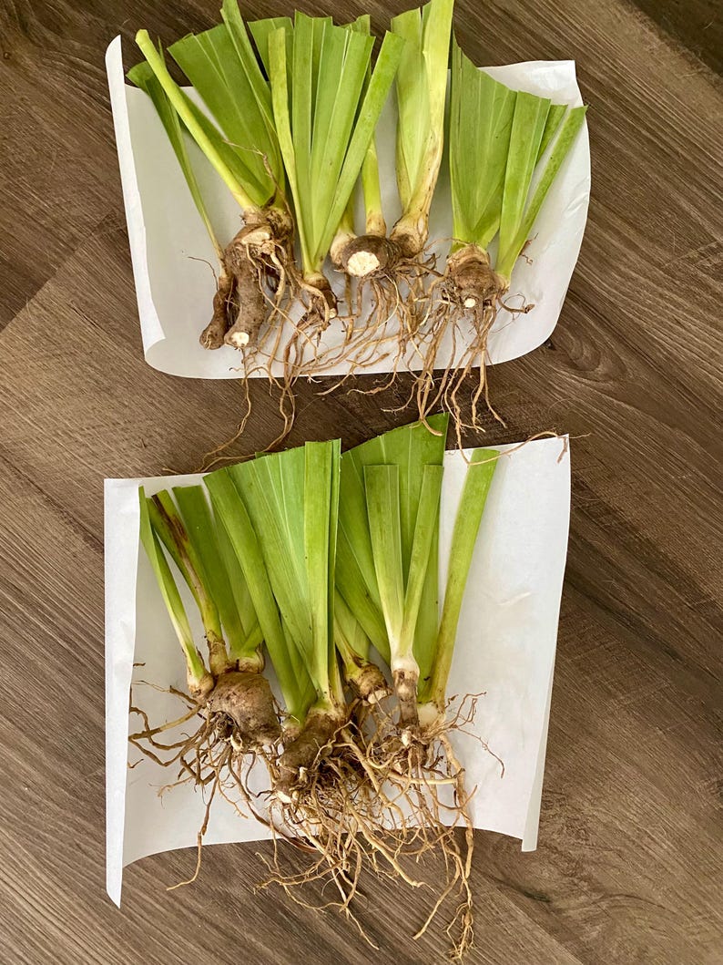 Immortality Bearded Iris Rhizome, White - Etsy