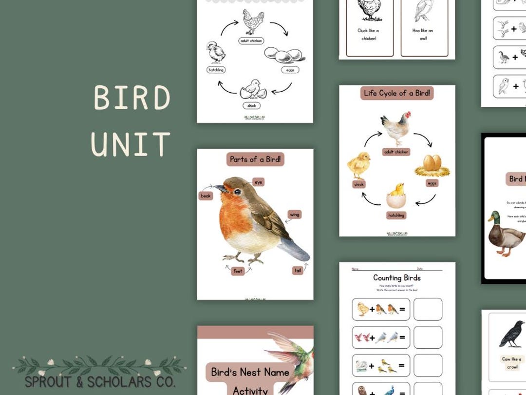 Bird Preschool Unit | Counting, Addition, Life Cycle, Movement Cards ...