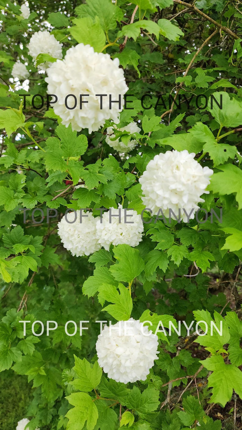 White Snowball Flower Bush HUGE BLOOMS - Old Fashioned White Viburnum ...