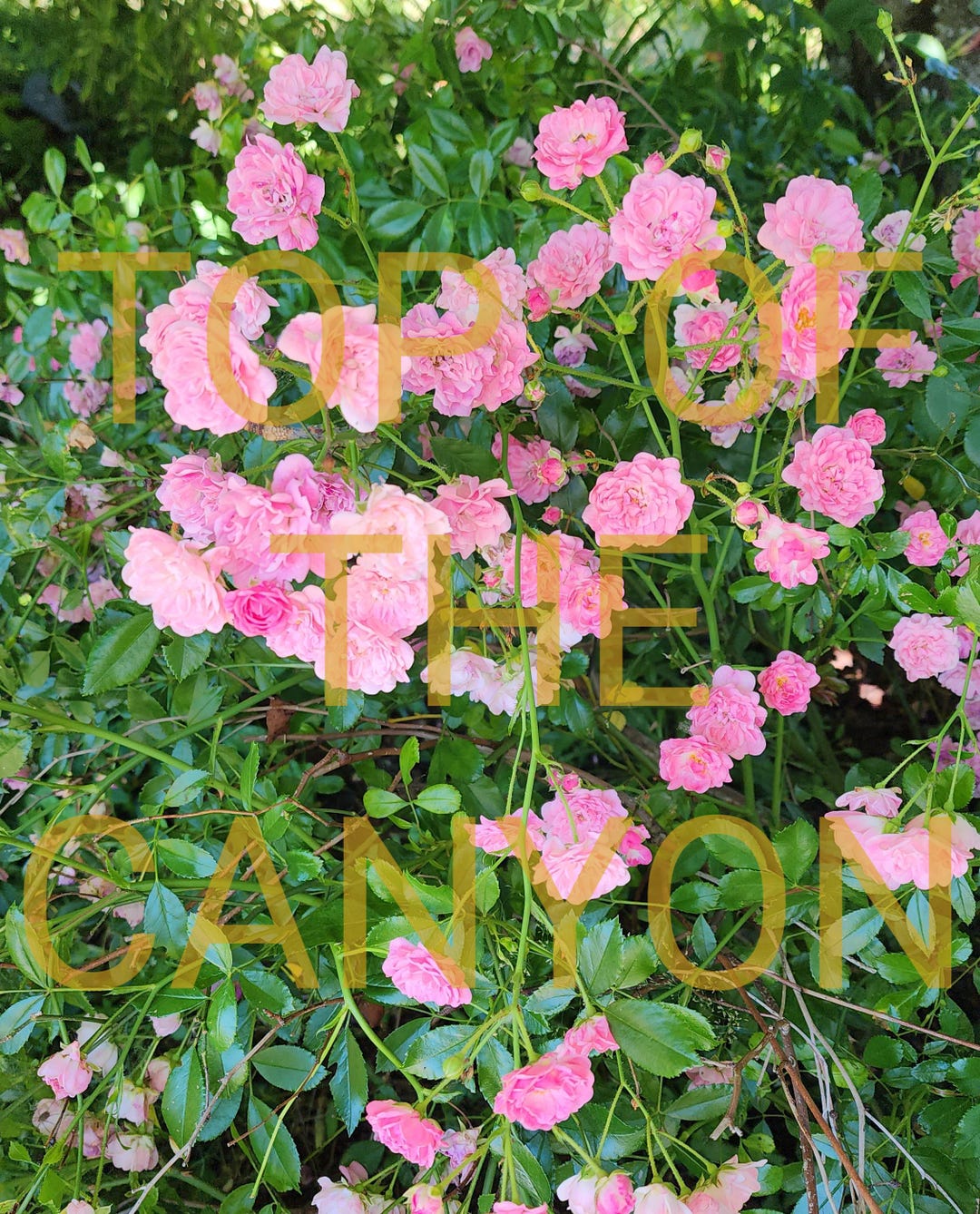Miniature Pink Rose Bush - BEAUTIFUL BLOOMS - 2" Pot Starter Bush Start ...