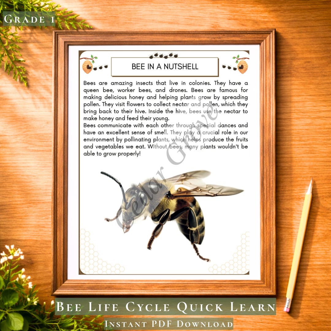 Bee Life Cycle & Insect Study Cycle Worksheets PDF | 4 Page Insect Life ...