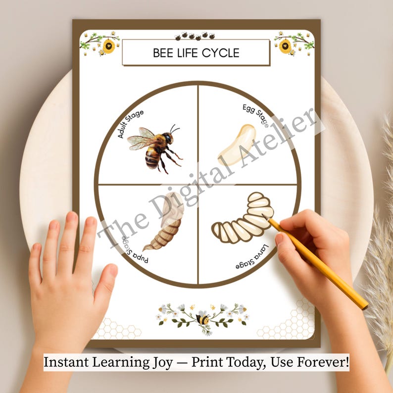 Bee Life Cycle Worksheet for Kids – Printable Science Activities, STEM ...