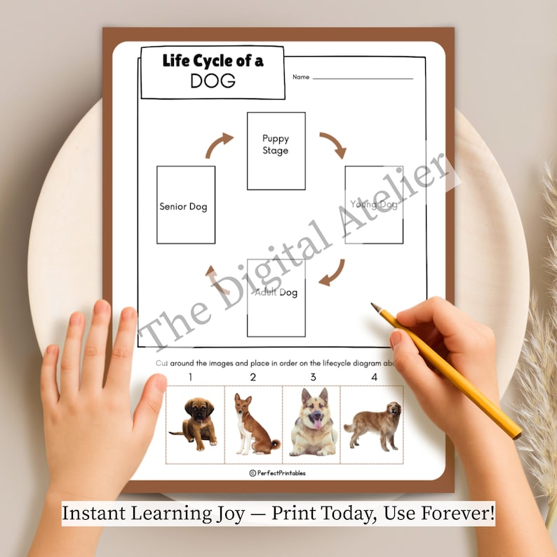 Dog Life Cycle Worksheet for Kids – Printable Science Activities, STEM ...