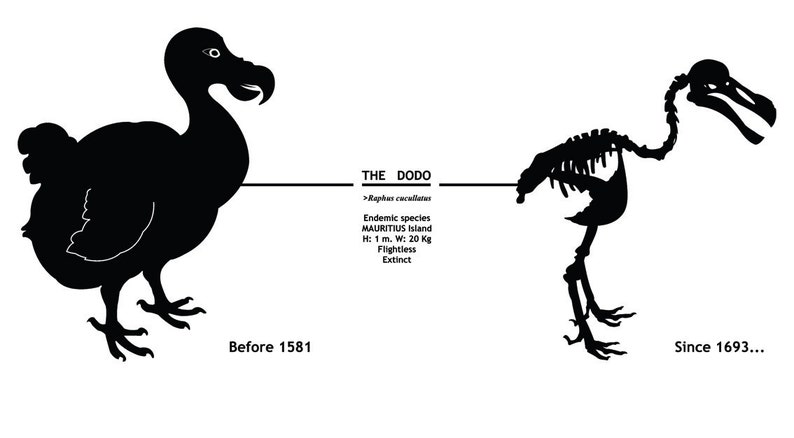 ANIMAL WALL DECAL : Dodo Wall Decor Mauritius Extinct Bird - Etsy