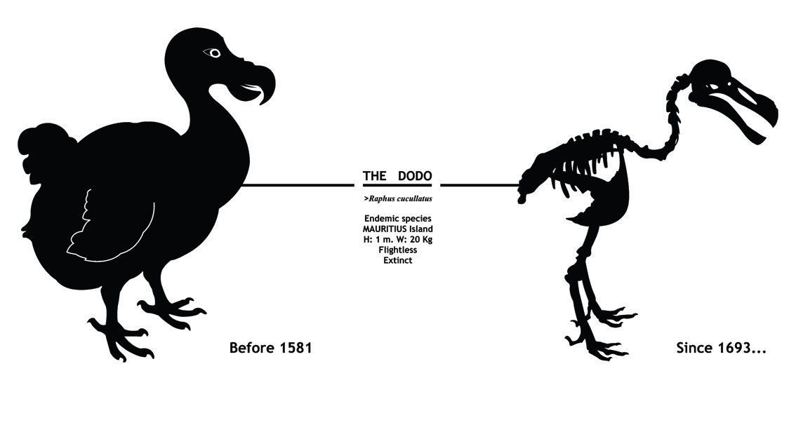 ANIMAL WALL DECAL : Dodo Wall Decor Mauritius Extinct Bird - Etsy