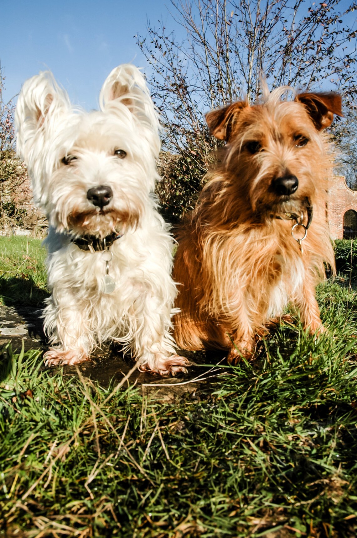 I Am Crumpet 8 Dog Photography Westie West Highland Terrier Wall Décor ...