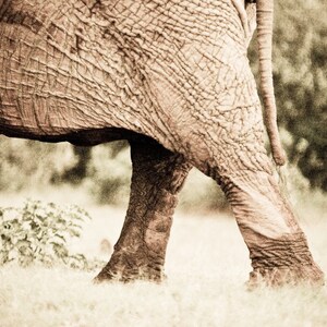 Elephant's Bottom - Fine Art Photography - Wall Décor - Nature ...