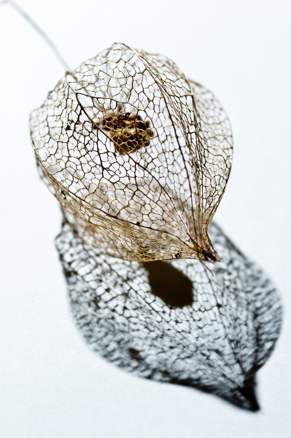 Seed Cages 2 - Fine Art Photography - Wall Décor - Nature Photography ...