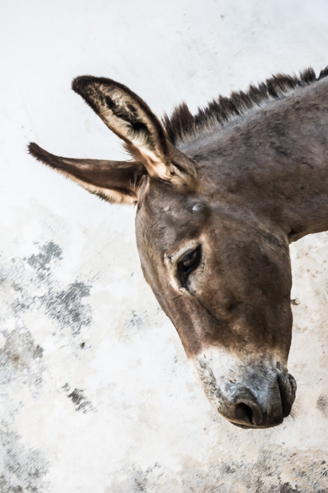 Lamu Donkey Portrait - Fine Art Photography - Wall Décor - Nature ...
