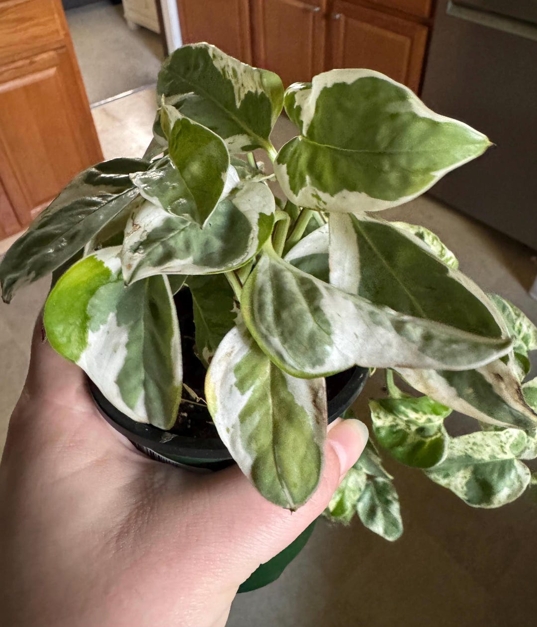 Epipremnum Pearls and Jade Pothos 4” EXACT PLANT Full Vines Trailing - Etsy