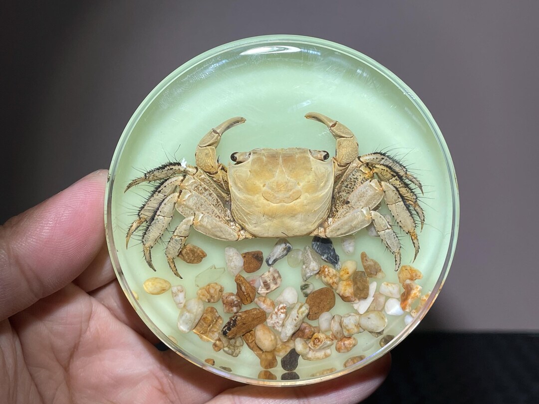 Luminous Crab Skull: Shell Quartz Crystal Conch, Hand Carved 3.1 Inch ...