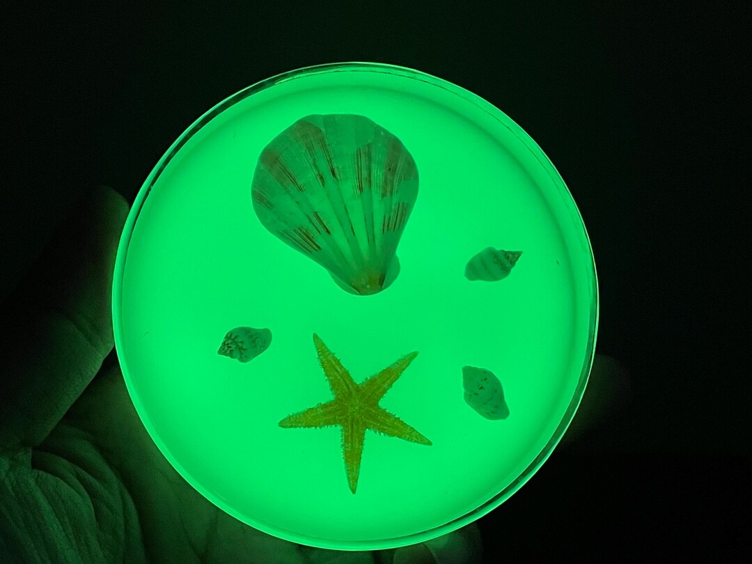 Luminous Starfish Skull: Shell Quartz Crystal Conch, Hand Carved 3.1 ...