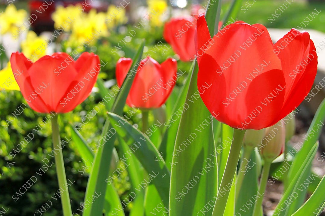 Spring Tulip Photo – Backlit Polished Tulips Bloom | Tulip Wall Art Digital Download - Etsy