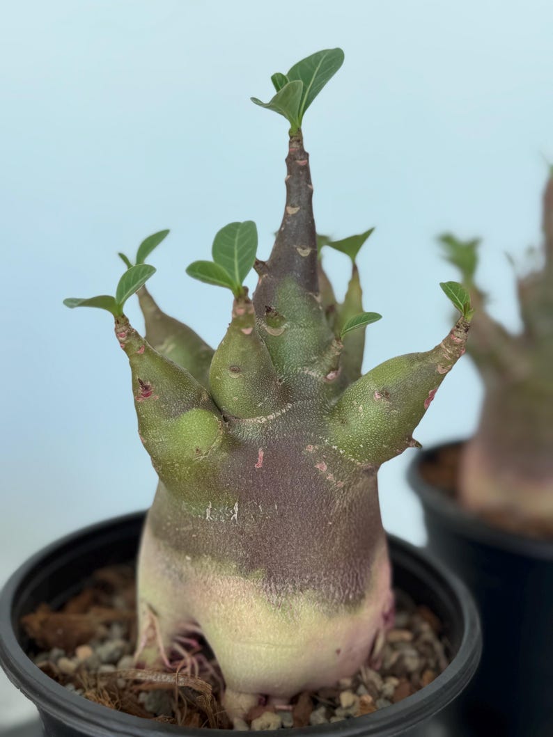 Black Chubby Adenium Arabicum -by Adenium USA - Etsy