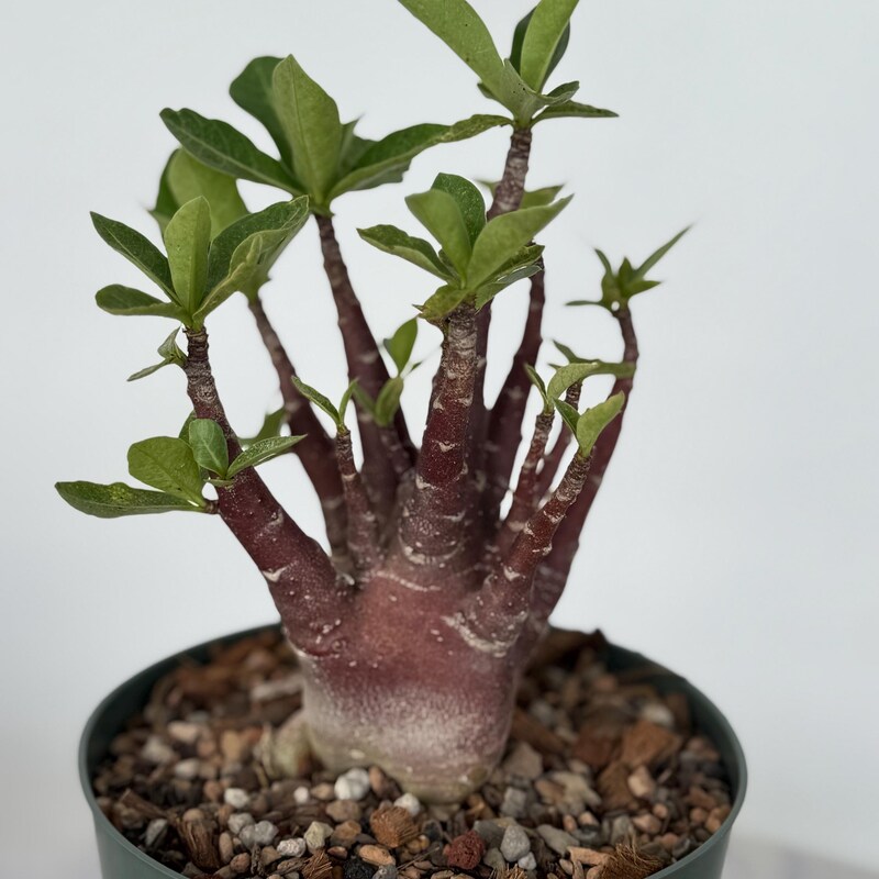 Adenium Arabicum - Etsy