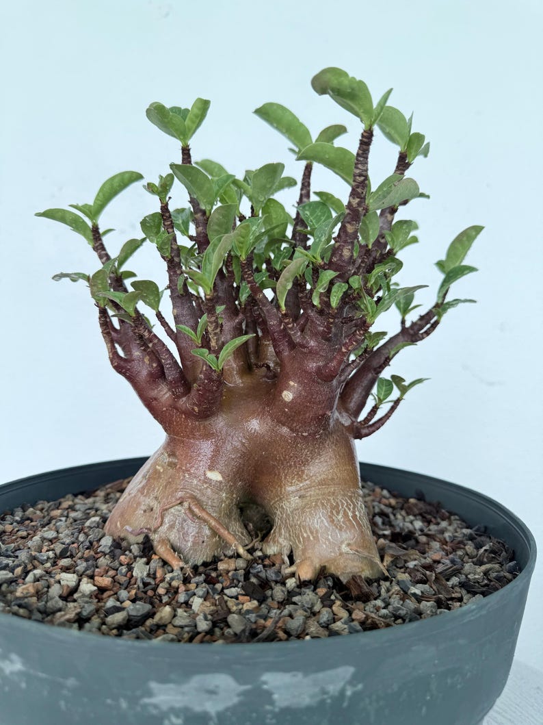 Beautiful Root Trained Black Adenium Arabicum -by Adenium USA - Etsy