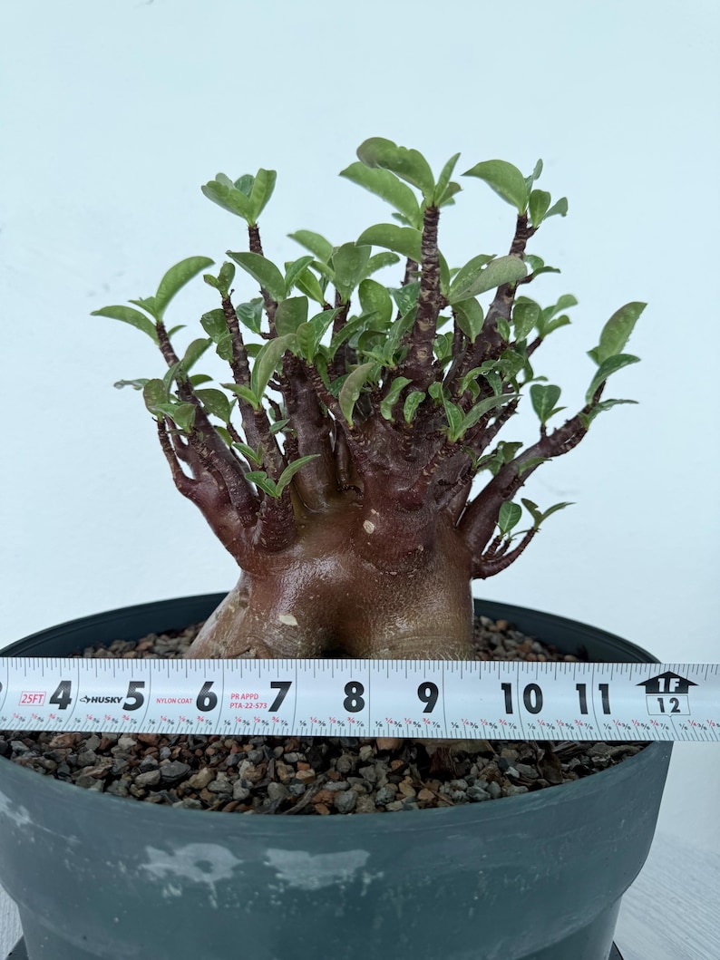 Beautiful Root Trained Black Adenium Arabicum -by Adenium USA - Etsy