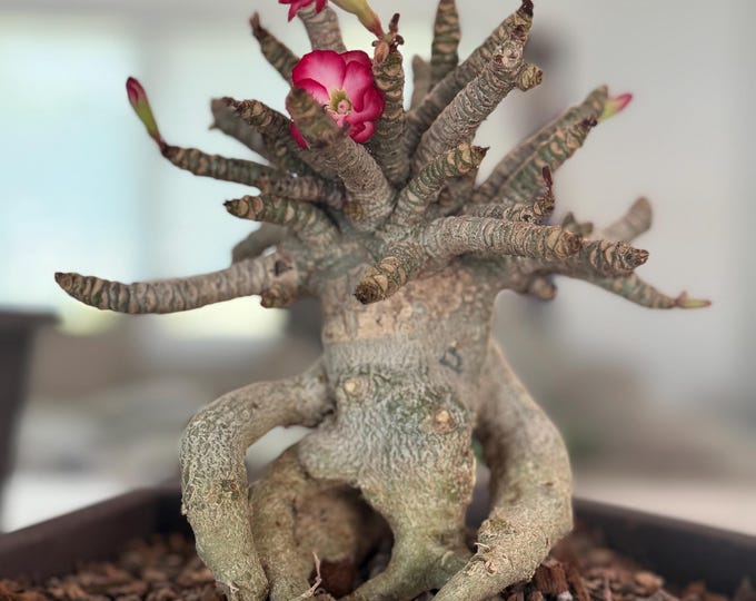 Dorset Horn Adenium- Double Petal Flower- Very Rare DHA - Etsy