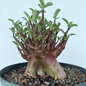 Beautiful Root Trained Black Adenium Arabicum -by Adenium USA - Etsy