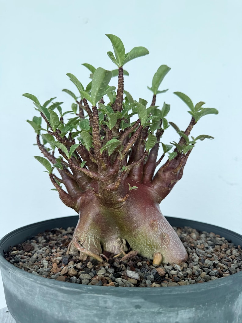 Beautiful Root Trained Black Adenium Arabicum -by Adenium USA - Etsy