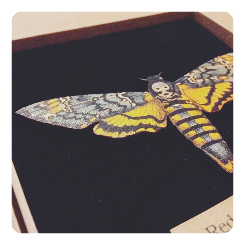 Death's Head Hawk Moth Pin | Etsy