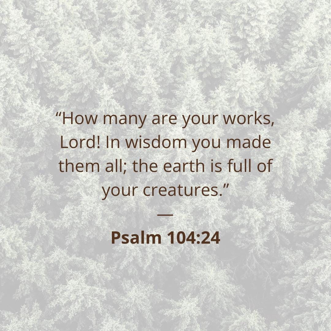 Nature Walk Scavenger Hunt Printable | Christian Homeschool Activity ...