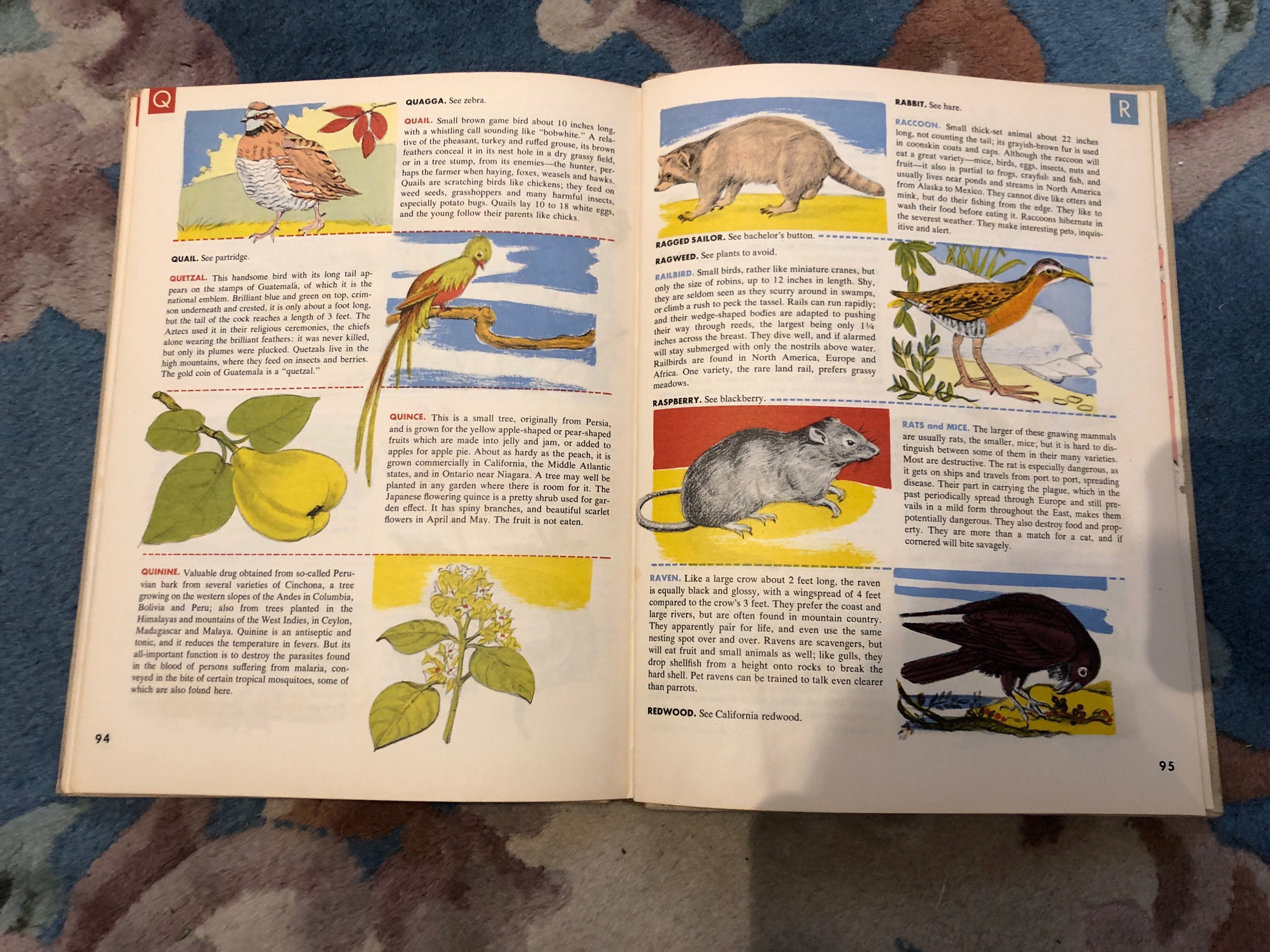 The Nature Dictionary A Picture Guide to Living Things by - Etsy
