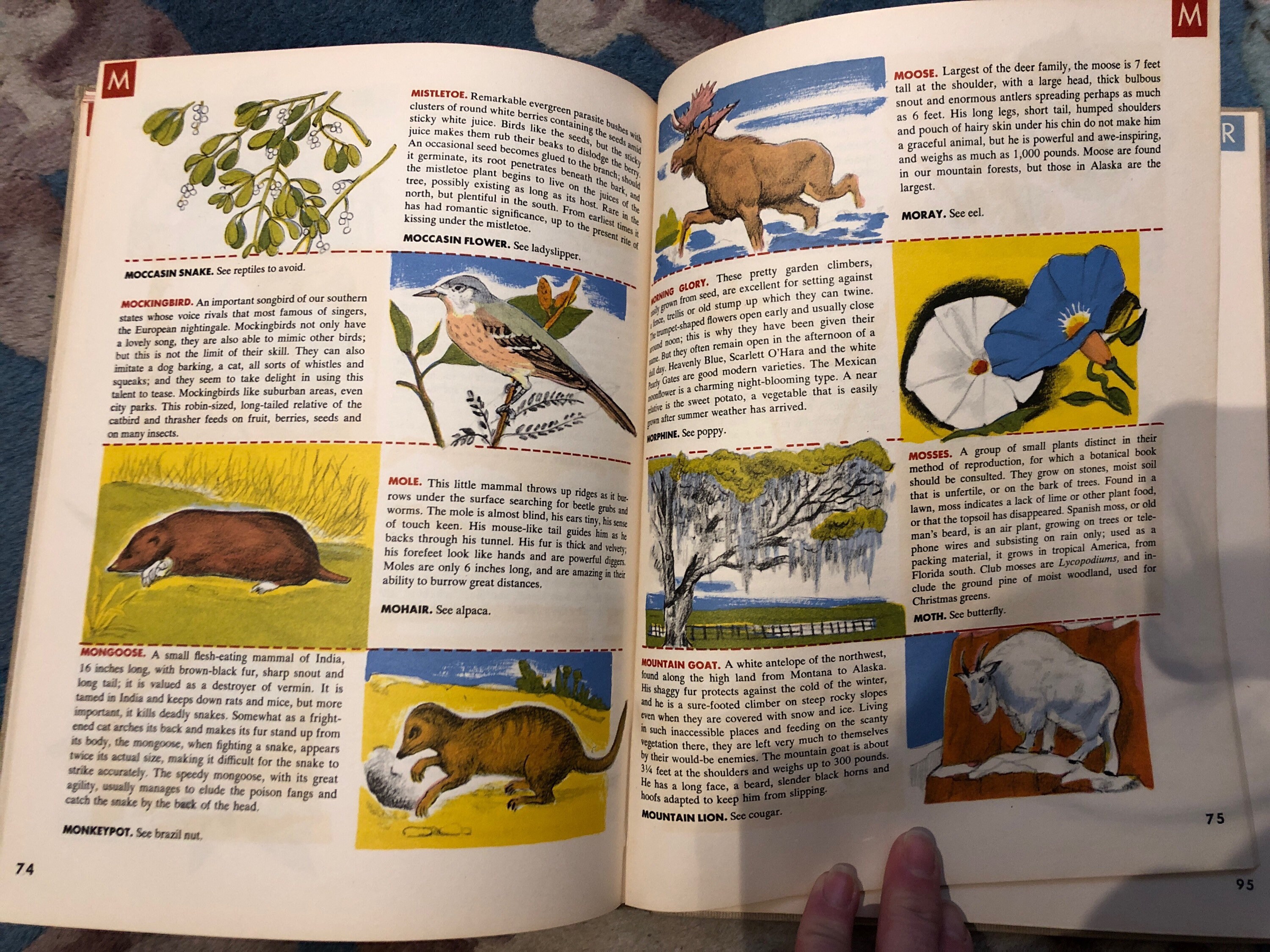 The Nature Dictionary A Picture Guide to Living Things by - Etsy