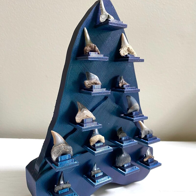 Shark Tooth Display - Etsy
