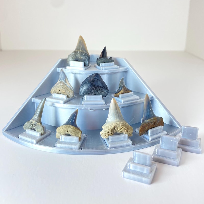 Shark Tooth Display - Etsy