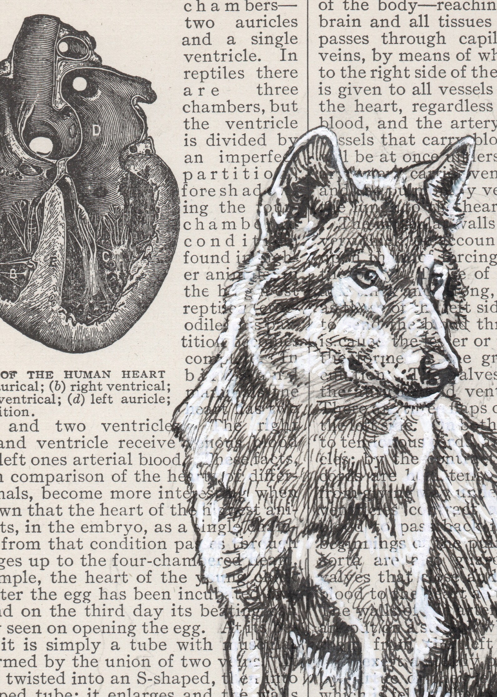 Stoic Wolf Portrait on Vintage Encyclopedia Page Museum - Etsy