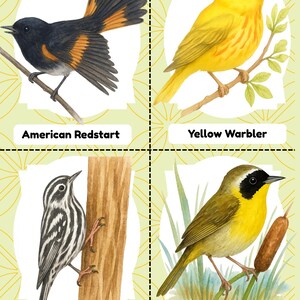 Burgess Bird Book Nature Study Bundle | Yearlong Homeschool Workbook ...