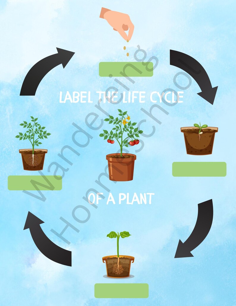 Printable Preschool Plant Learning Bundle - Etsy