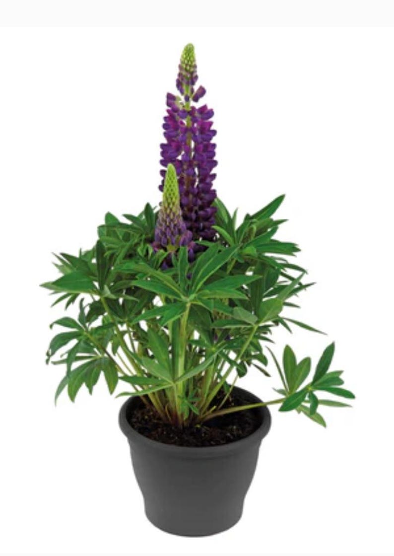 2 Live Starter Plant Plug Lupis Lupini Blue Shades Garden Rooted Lot - Etsy