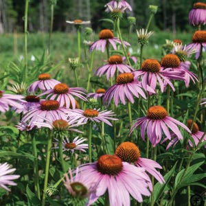 Echinacea Purpurea Purple Coneflower Perennial Rooted Live Plant Plug ...