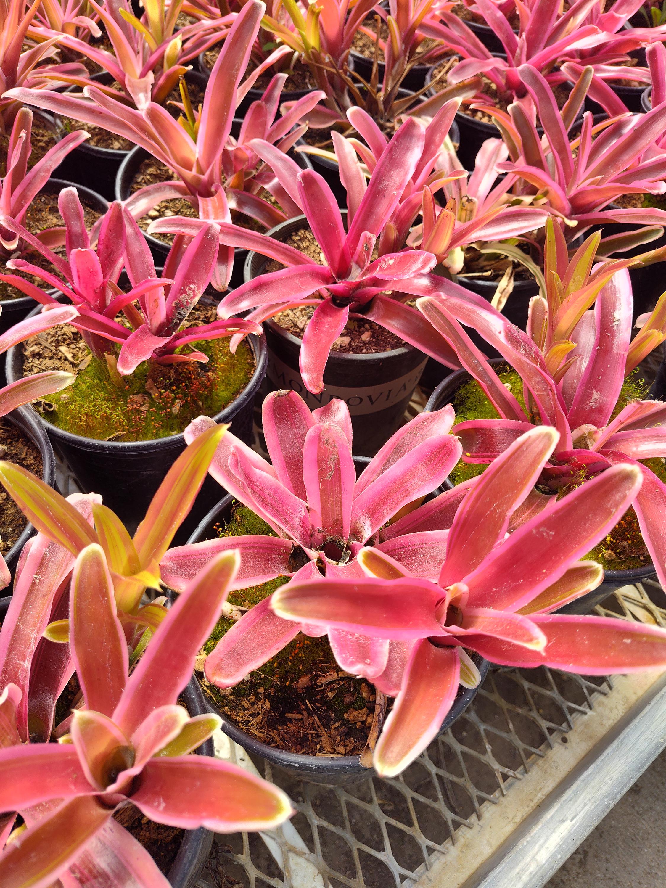 Neoregelia Fireball Bromeliads House Plants From 1 Gallon Pot Bare Root ...