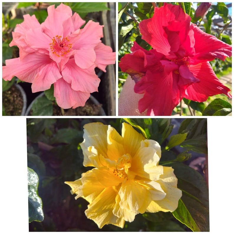 3 Plant Plug Starter Hibiscus Double Pink Yellow Red Flower Rooted Perennial Lot - Etsy
