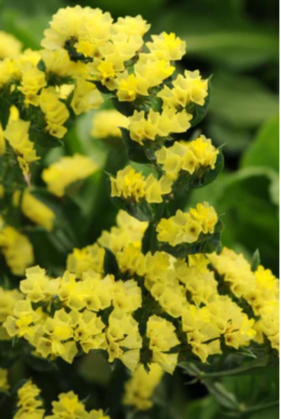 6 Live Plant Statice Yellow QIS Flower Well Rooted Live Plants Plug Lot ...
