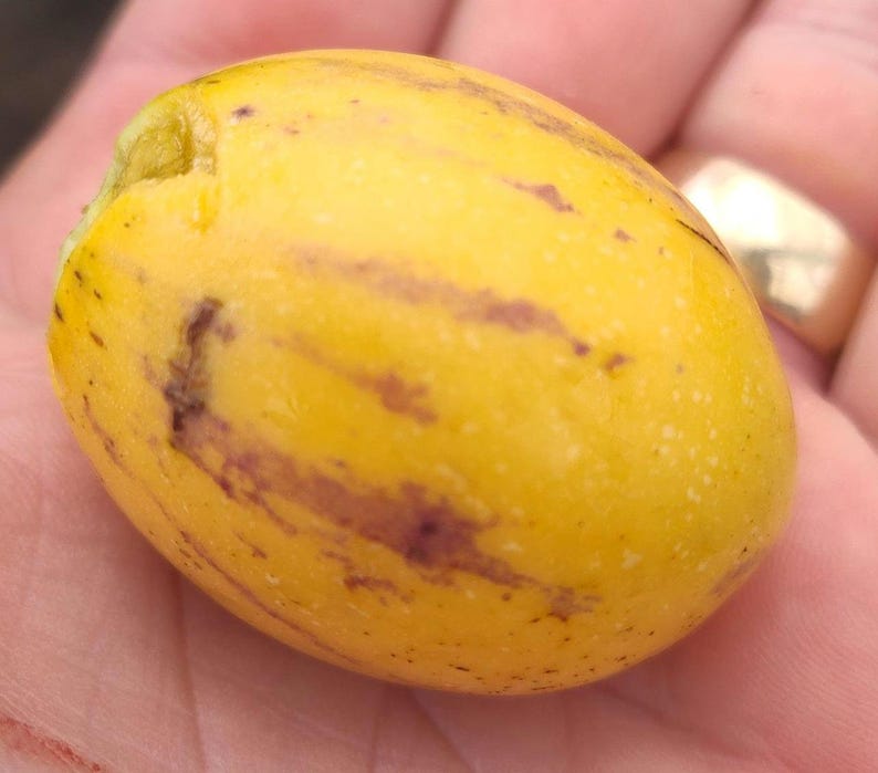 Live Starter Plant Plug Pepino Melon Rooted Plant Fruit - Etsy