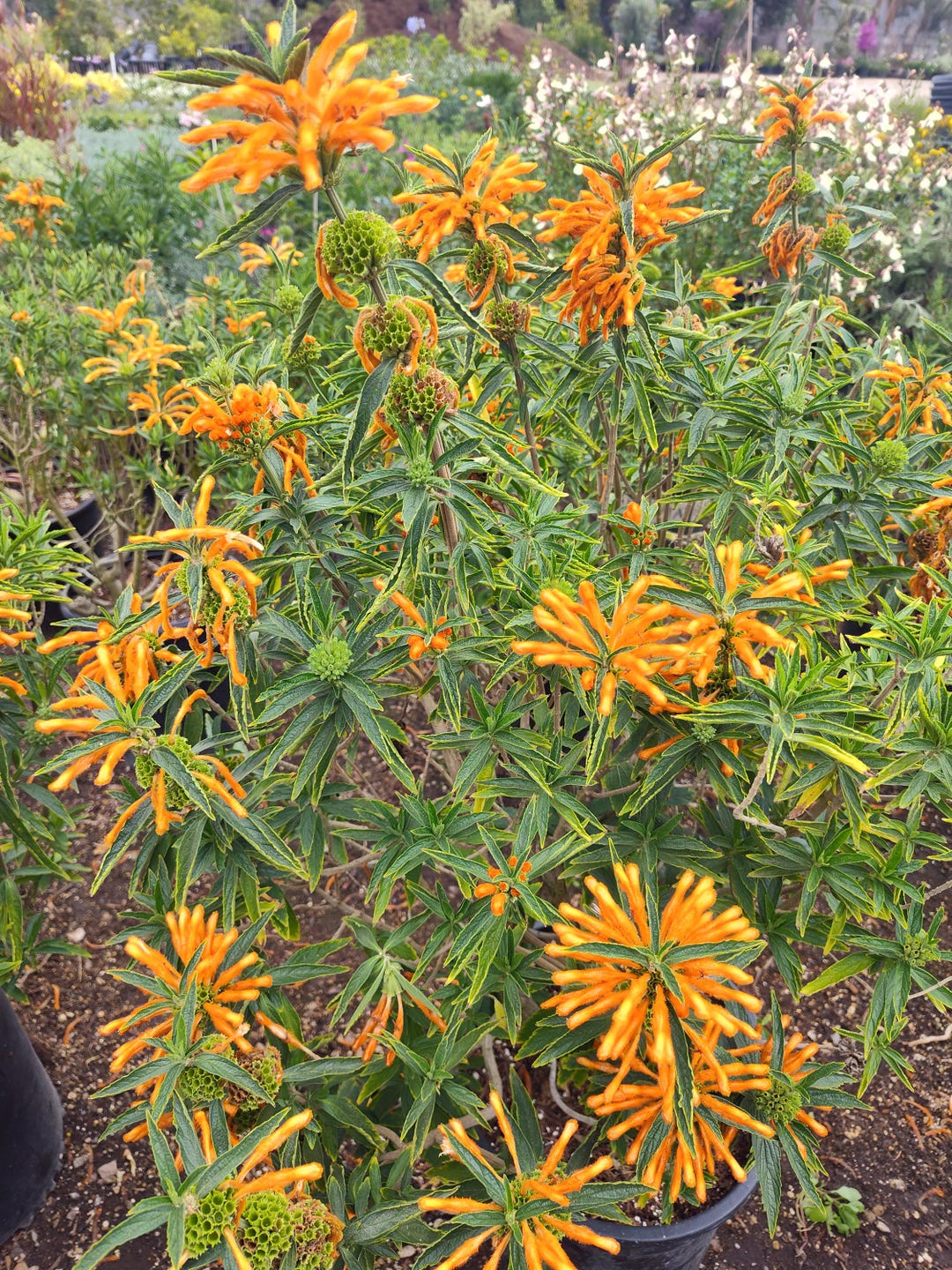 Live Starter Plant Plug Lions Tale Orange Flower Rooted - Etsy