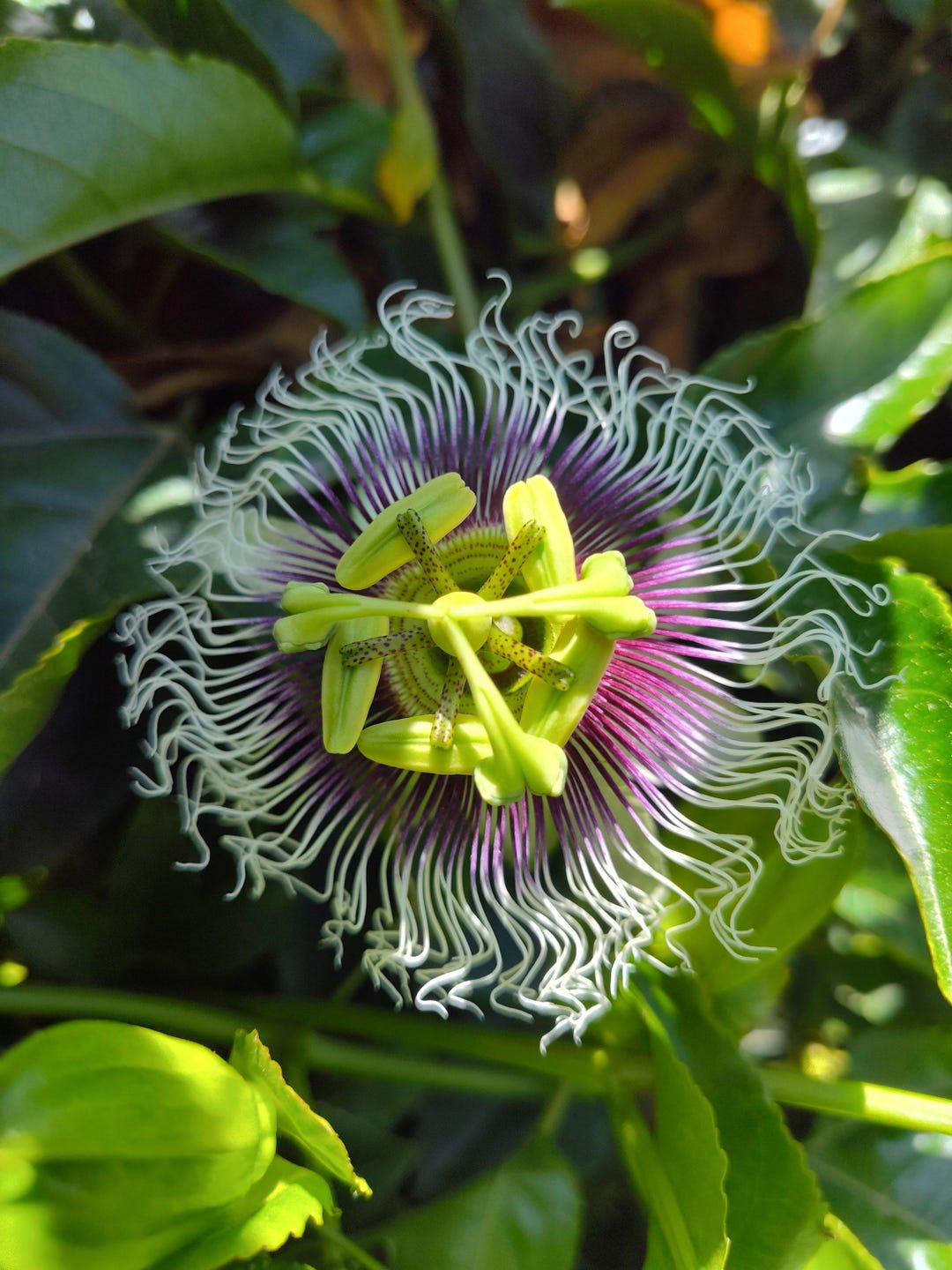 Purple Passion Fruit Plant Passiflora Edulis 'frederick' Edible Purple ...
