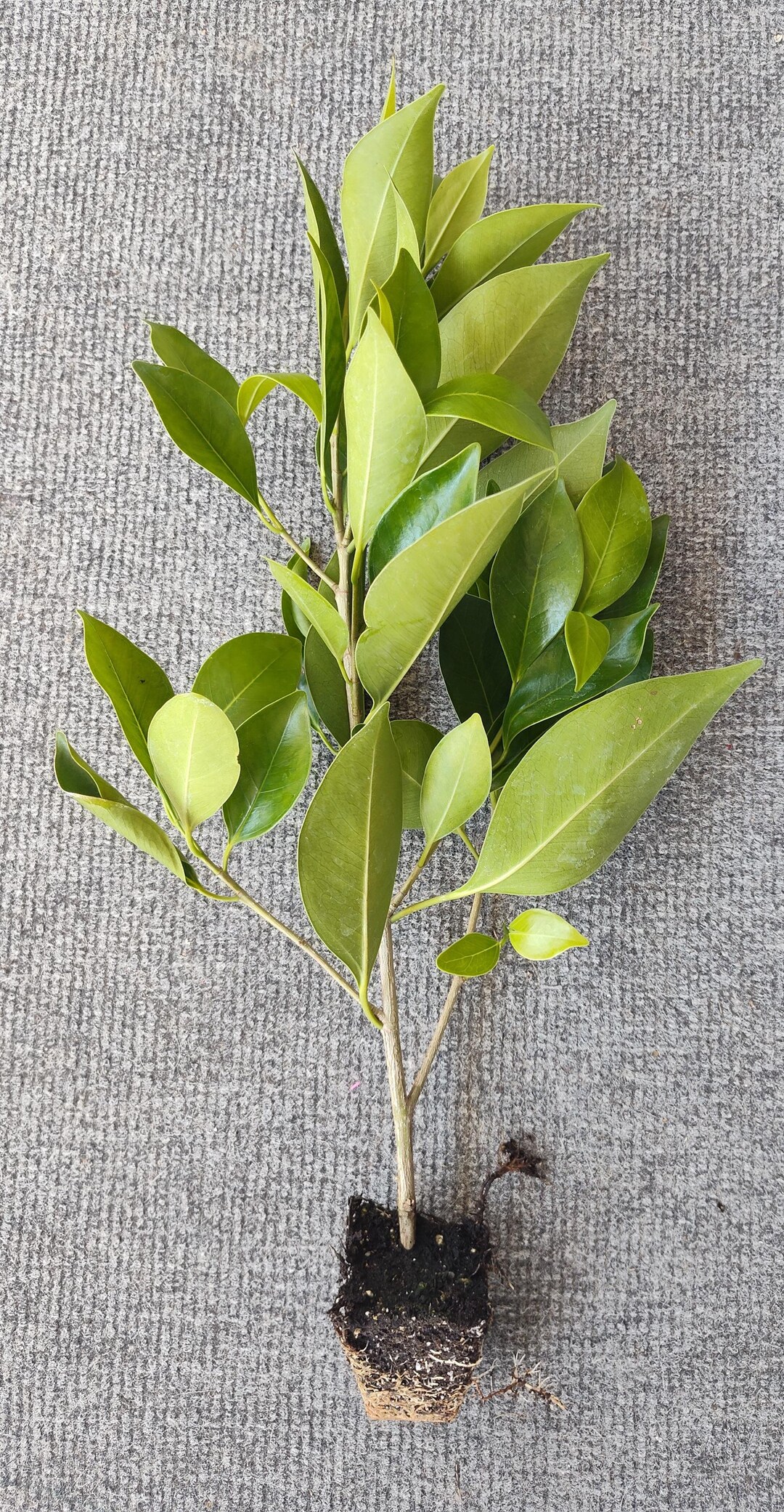 Ficus Nitida Indian Laurel Fig Live Plant Large Plug Hedge - Etsy